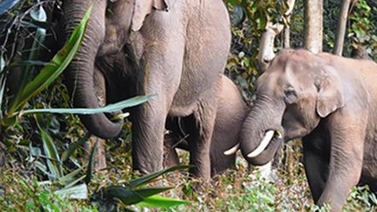 Study shows 18 elephant migratory paths - The Hindu