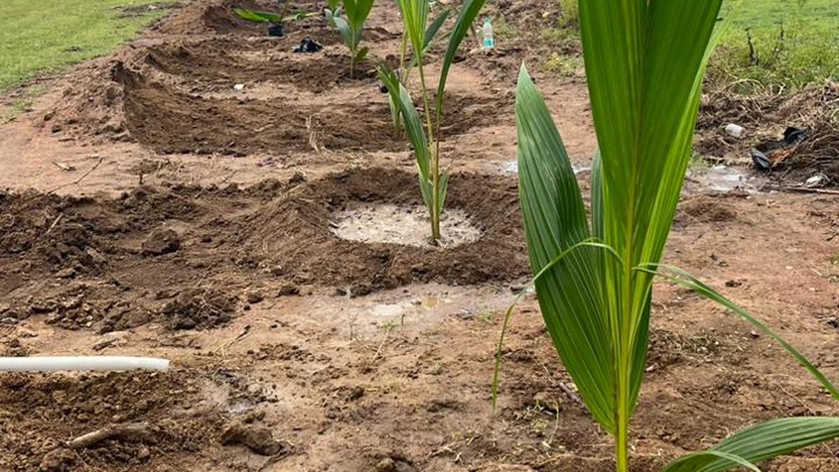 NHAI begins planting of coconut palm saplings along East Coast Road - The Hindu