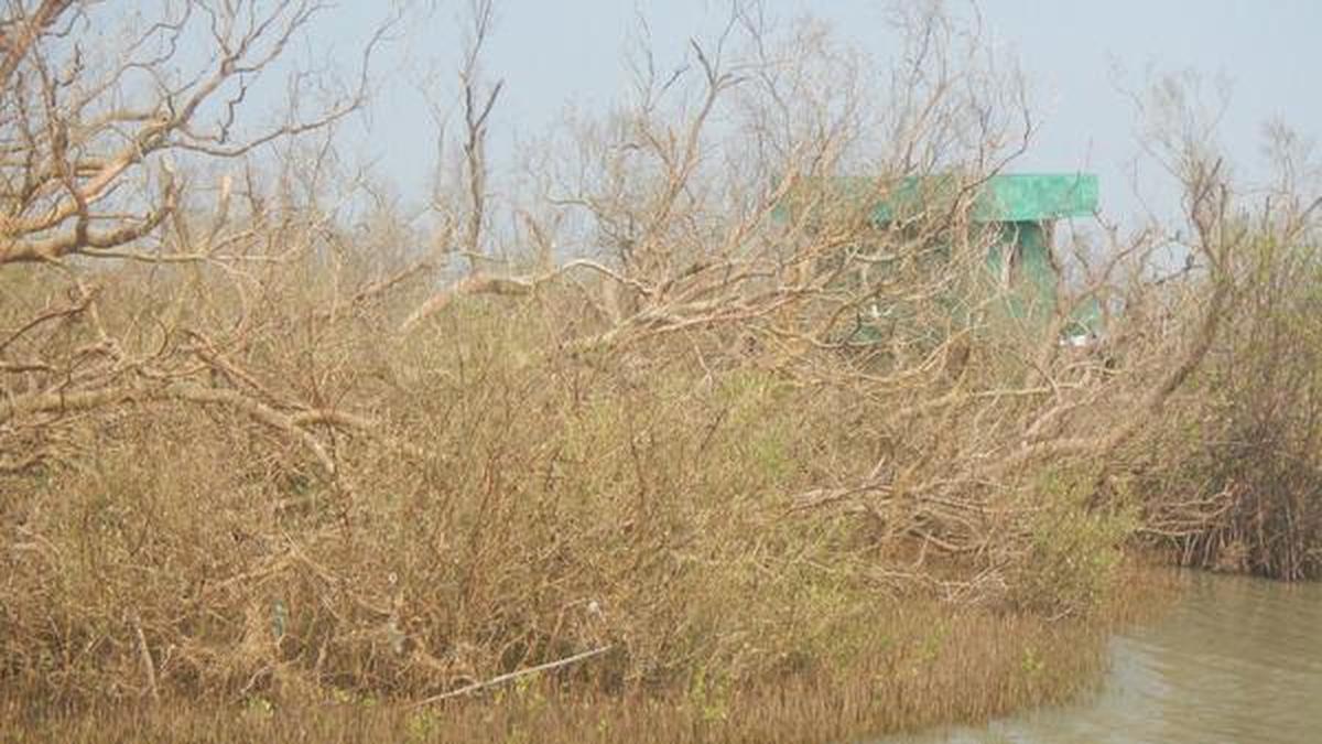Mangroves mitigated cyclone Gaja’s impact - The Hindu