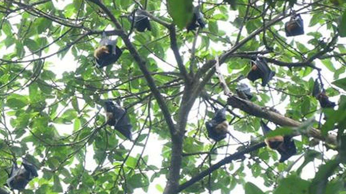 A banyan tree near Vellore prison is home to over 1,500 fruit bats ...