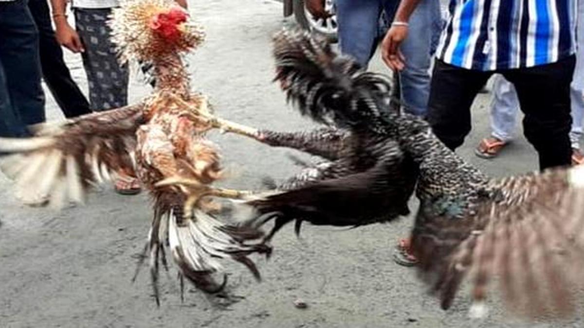 Annual rooster fight starts at Poolamvalasu - The Hindu
