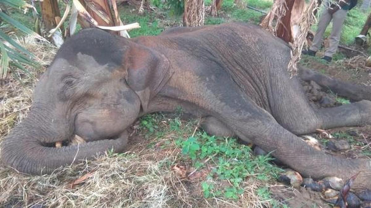10-year-old elephant found dead near Manimuthar dam - The Hindu
