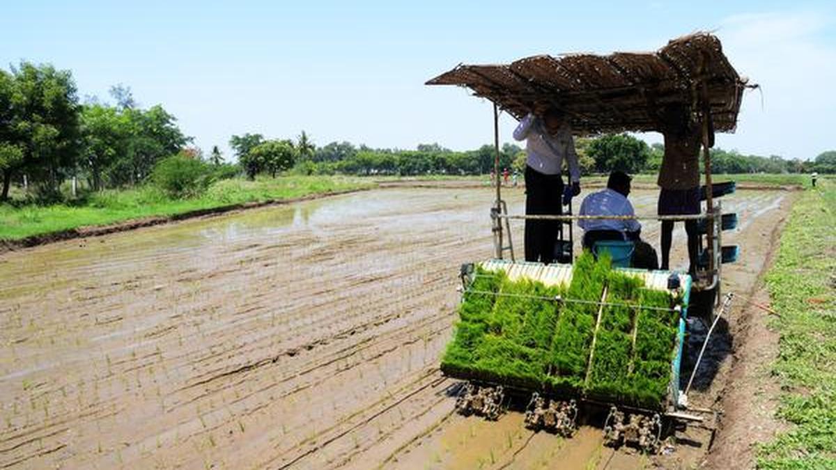 Cultivating paddy, with all help from machines - The Hindu