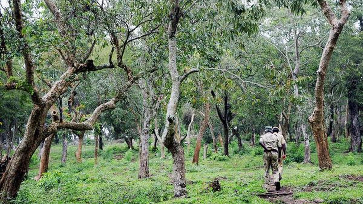 Sathyamangalam Tiger Reserve eco-tourism plan revived - The Hindu
