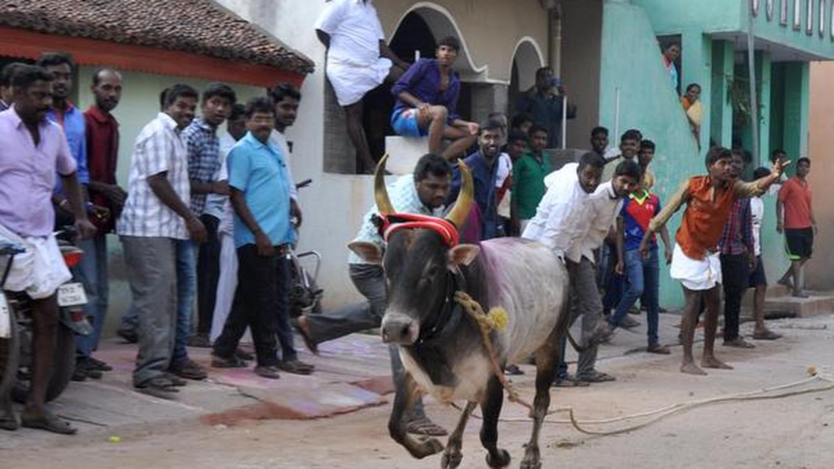 Bull race held at Kalnarasampatti - The Hindu
