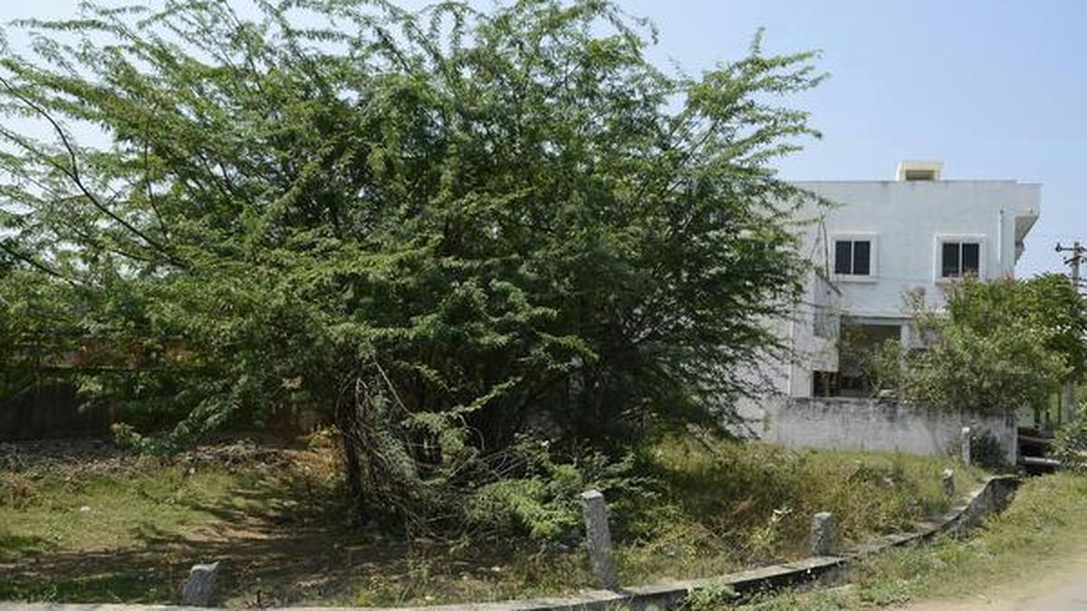 Vellore gears up to root out ‘seemai karuvelam’ trees - The Hindu