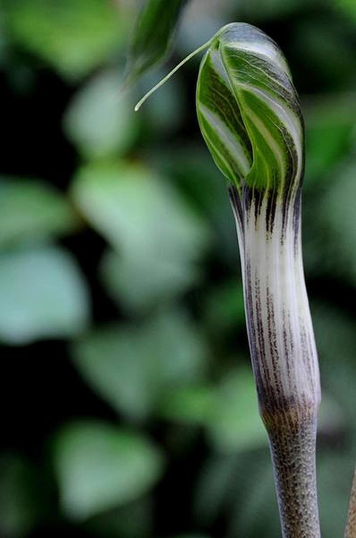 After 84 years, cobra lily rediscovered in Nilgiris - The Hindu