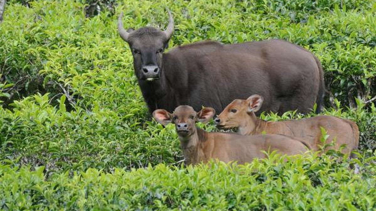 Gaur-human conflicts on the rise - The Hindu