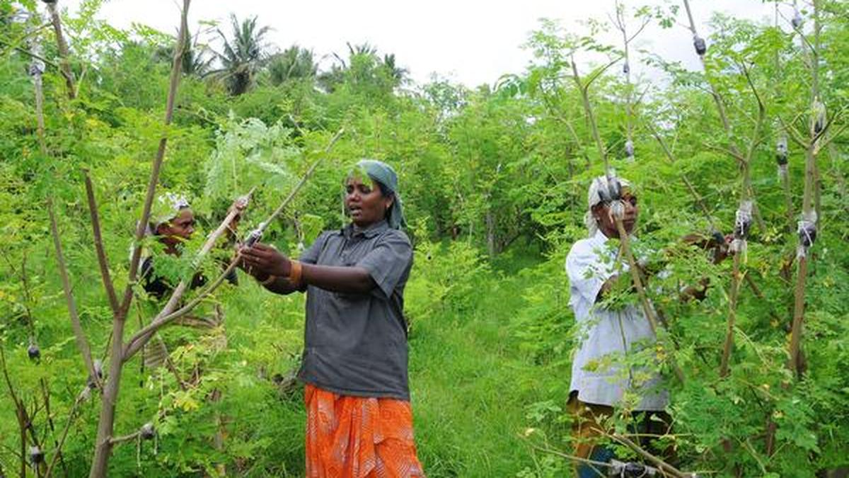 Farmers look at ‘murungai’ tree for miracles - The Hindu