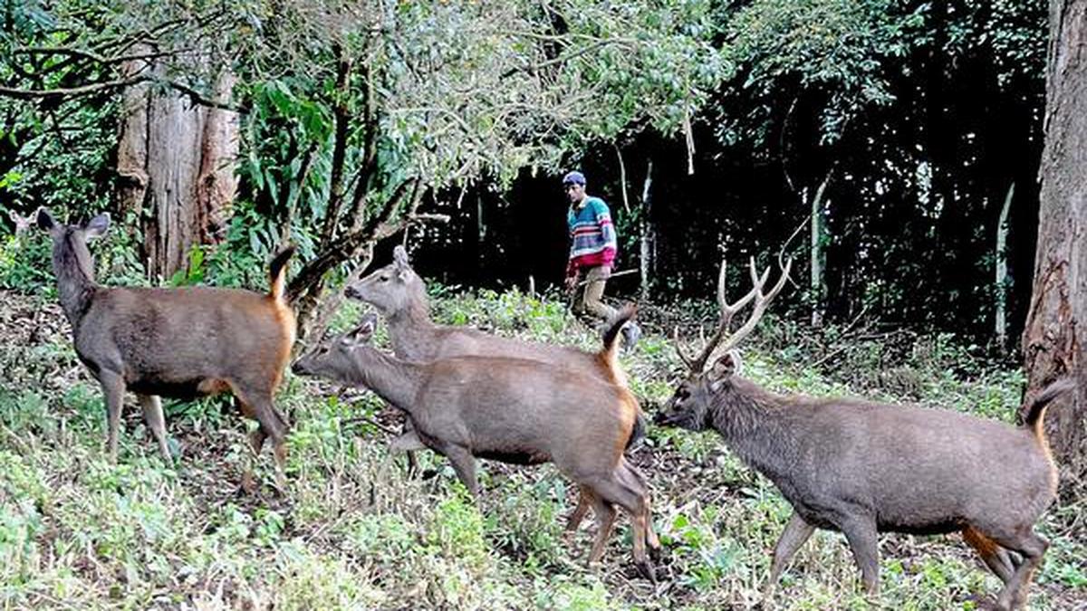 Concern over fate of deer after Ooty park was shut 2 years ago - The Hindu