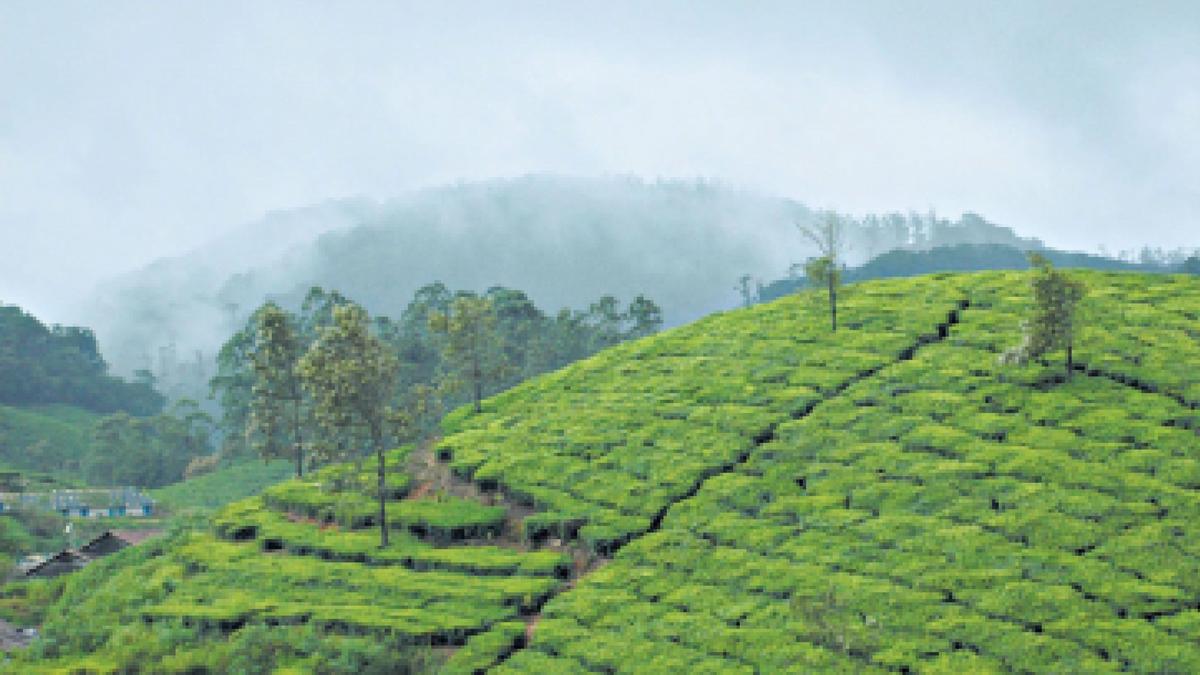 Manjolai Estate among 23,000 hectares in Tirunelveli district declared ...