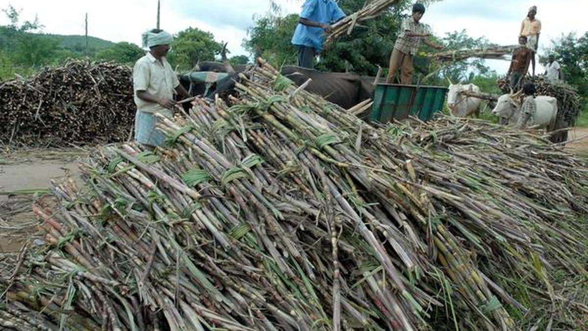 Revenue-sharing model to be adopted to pay cane farmers - The Hindu