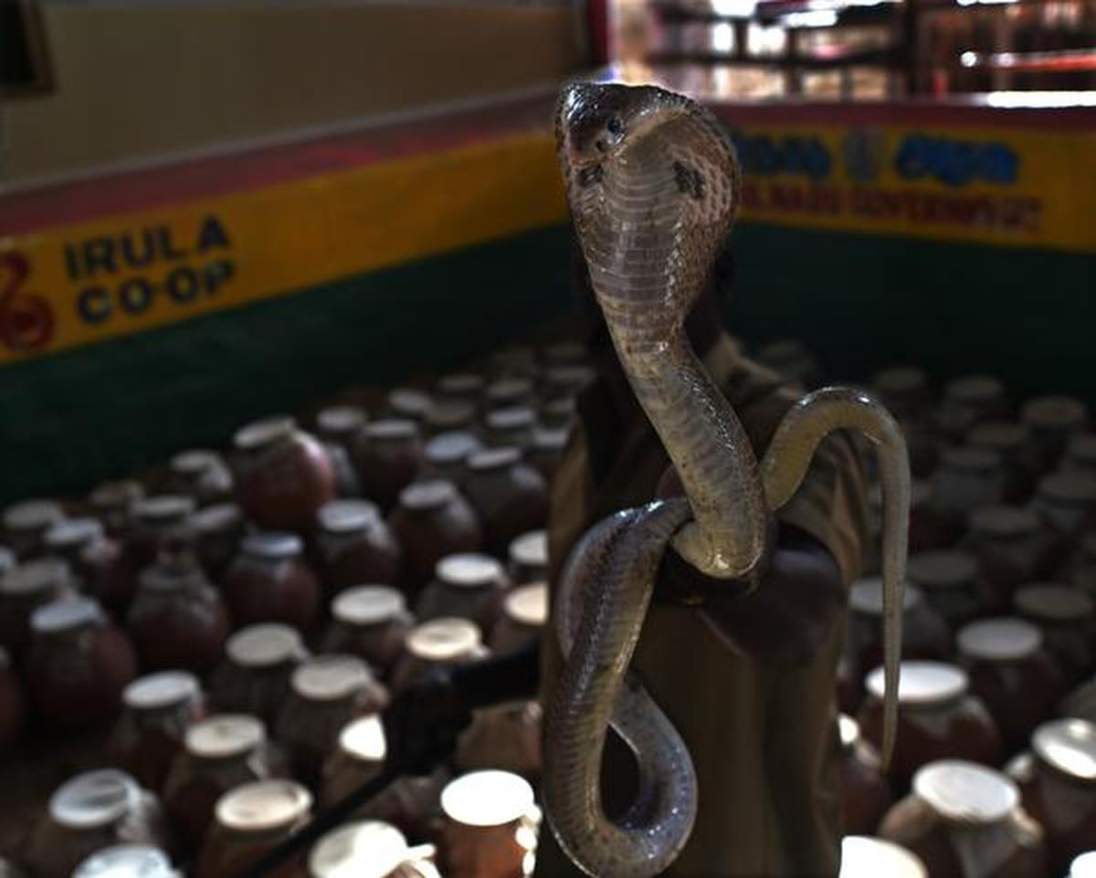 Snakes and ladders - The Hindu