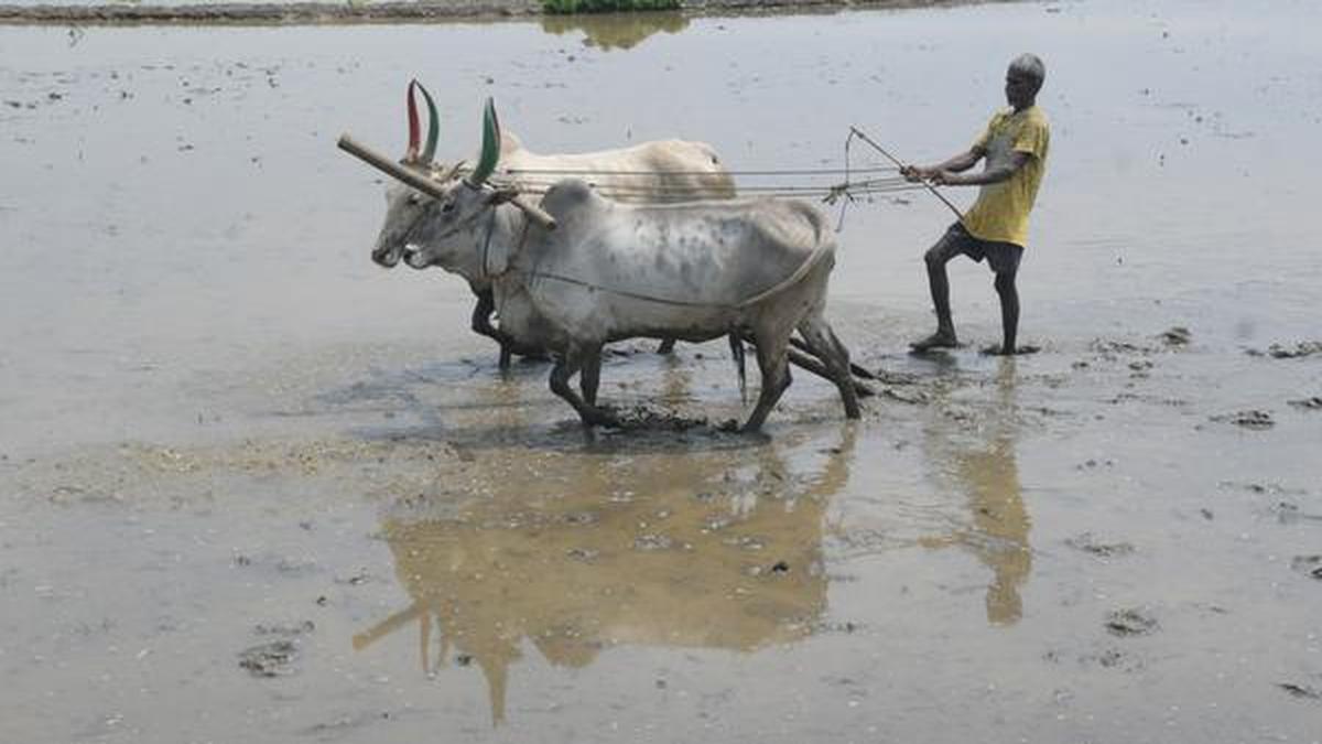 A move to retrieve native paddy varieties in southern districts - The Hindu