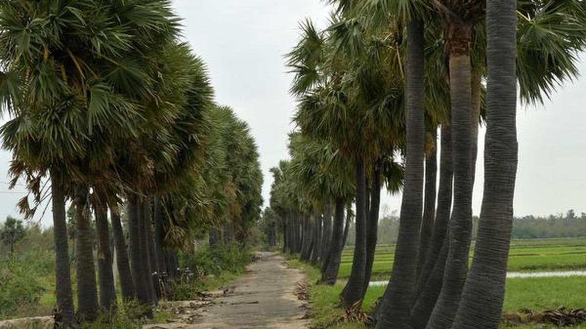Still standing: how palmyra trees withstood the force of the cyclone ...