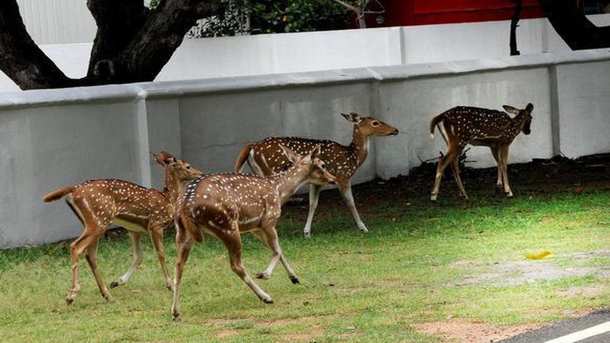 HC gives green signal for translocating deer from city to forest areas ...