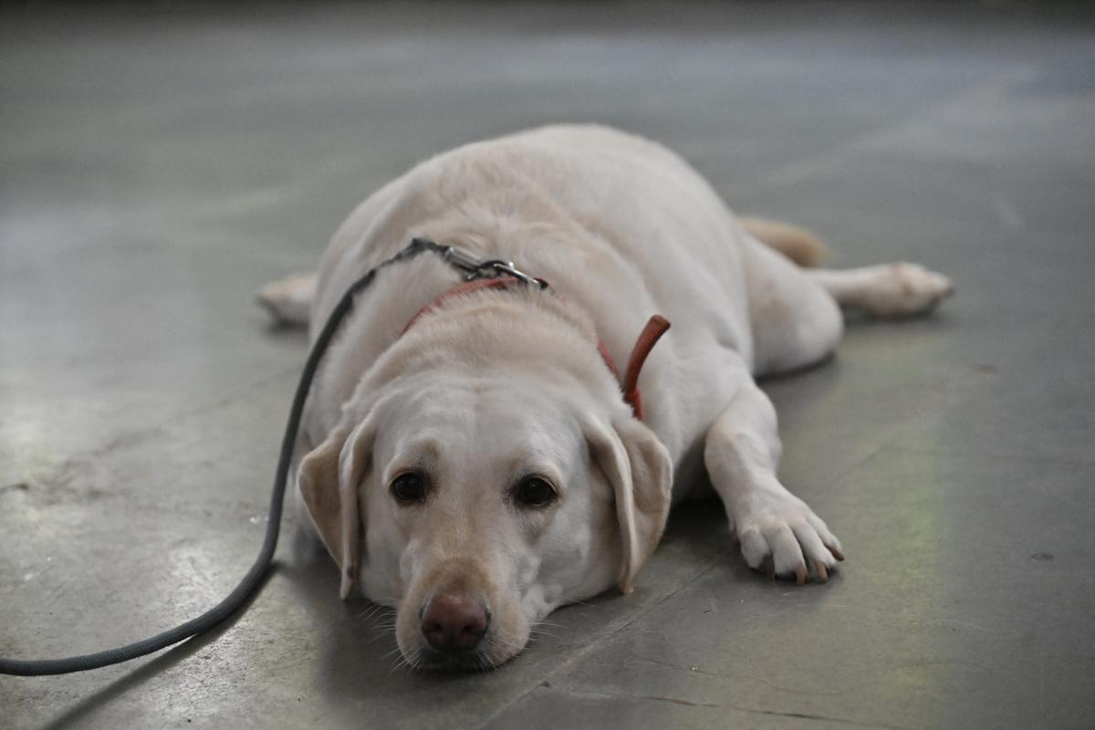 At this Chennai school, ‘Dr. Dog’ helps children with special needs ...