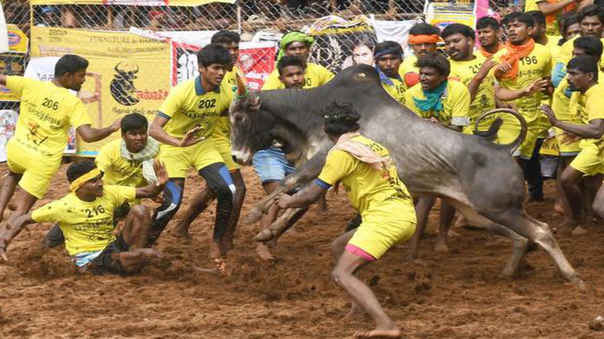 Of lives, limbs and the bull run - The Hindu