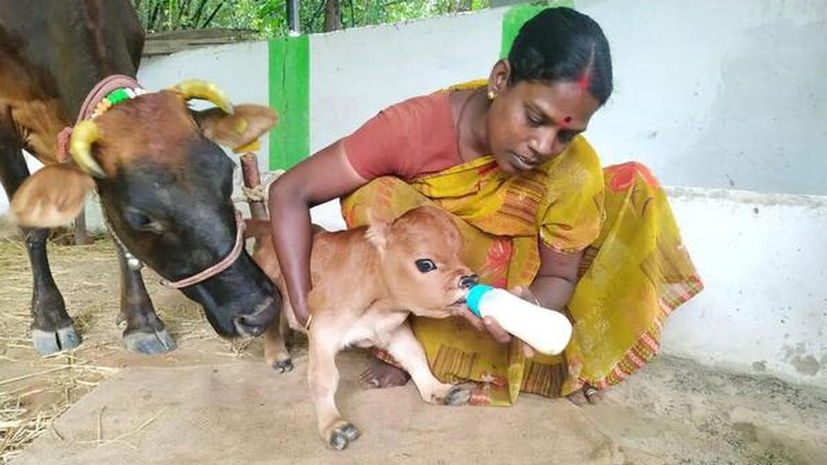 Dwarf calf draws crowds in Nallamputhur in Cuddalore district of Tamil ...