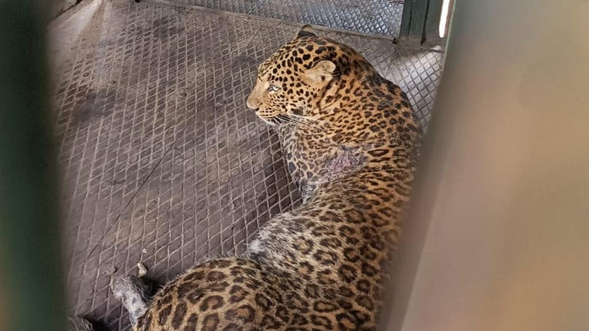 Leopard rescued at Nilgiris succumbs to injuries - The Hindu