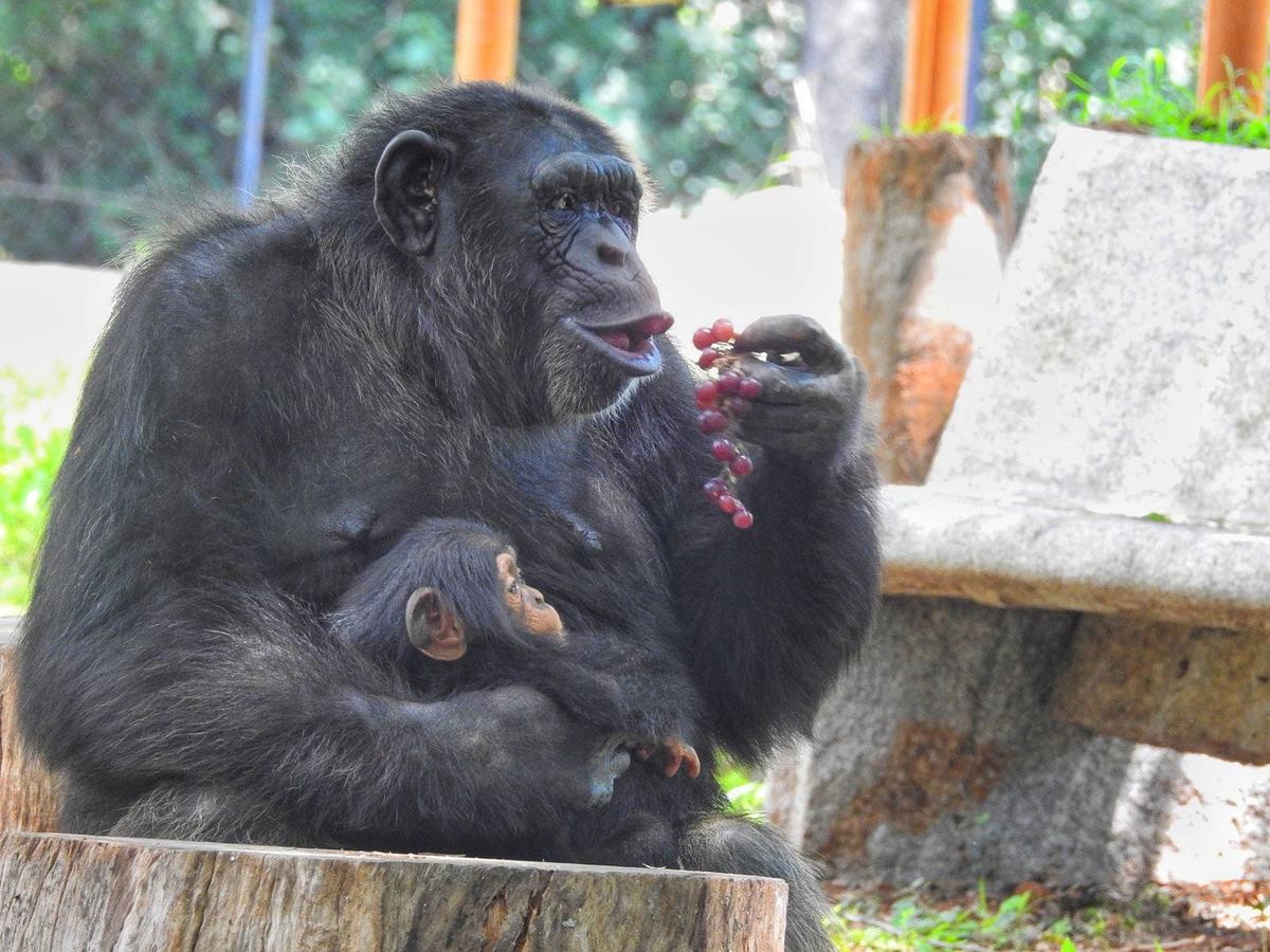 Chimpanzee ‘Adithiya’ turns one - The Hindu