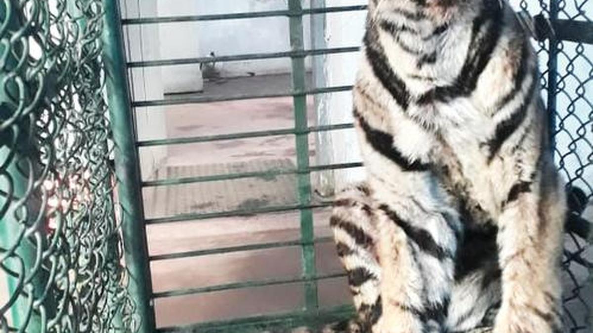 Rescued tiger cub to be released back into forest in Valparai - The Hindu
