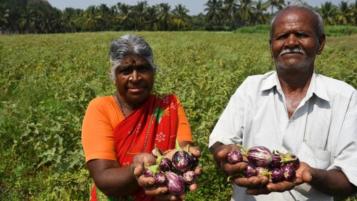 Incentive for T.N. farmers to grow organic vegetables - The Hindu