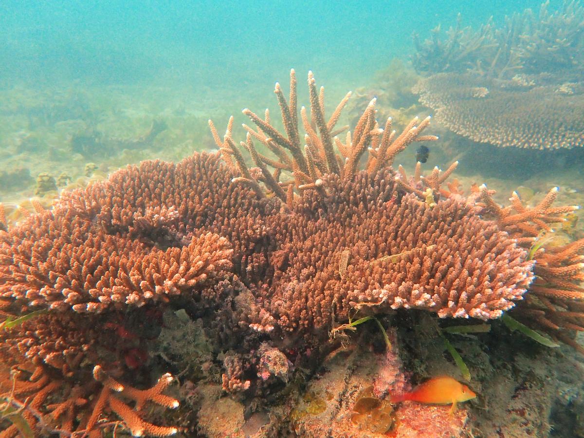 Chasing corals: hope blooms in Gulf of Mannar - The Hindu