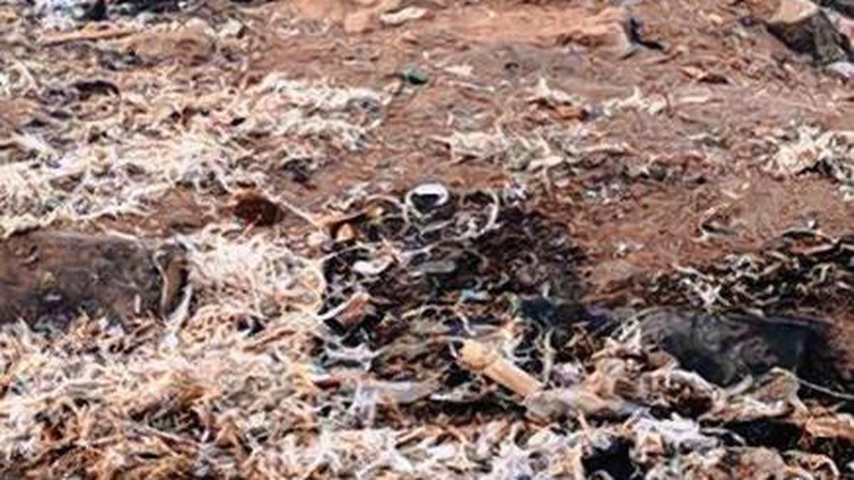 Recycling of poultry waste to begin from Monday - The Hindu