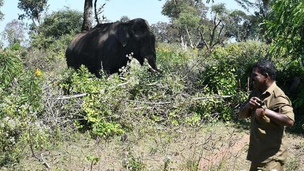 Forest Department considers direct treatment for injured tusker - The Hindu