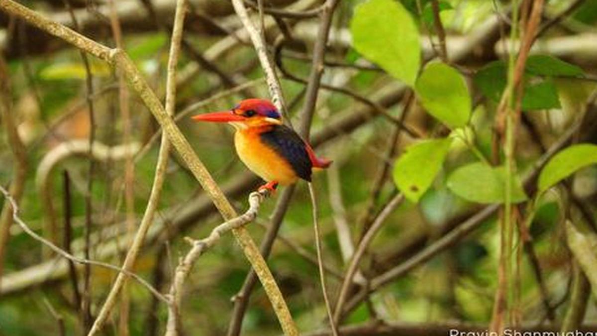A birding enthusiast from Pollachi documents oriental dwarf kingfisher ...
