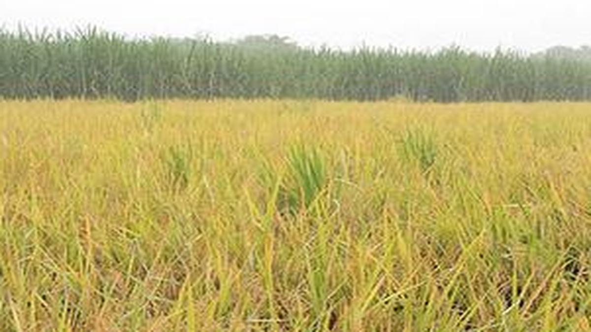 Paddy coverage touches a 15-year high - The Hindu