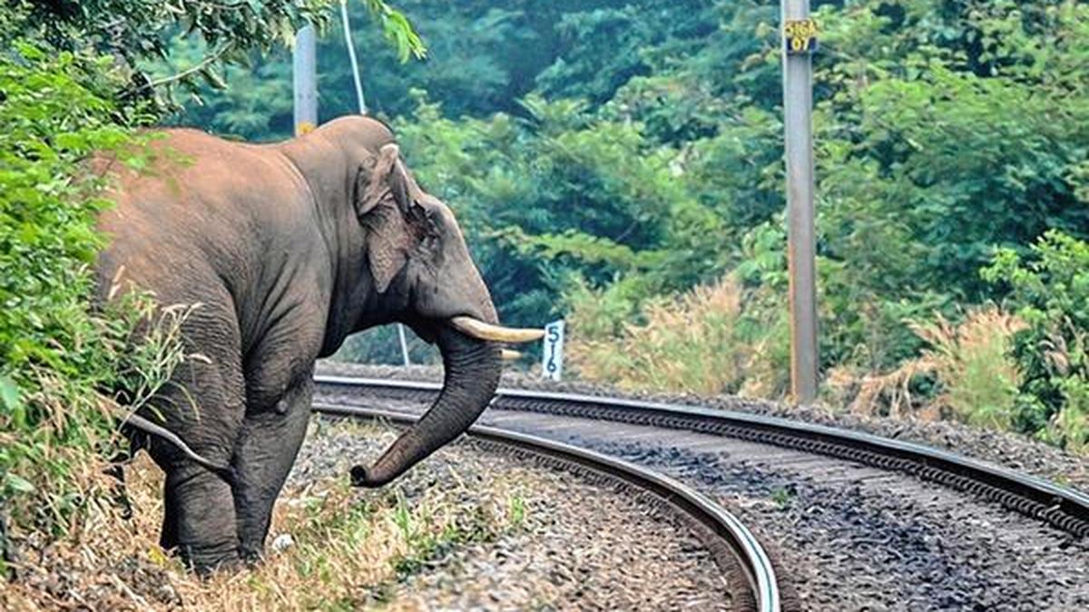 Eight elephants have died due to train hits - The Hindu