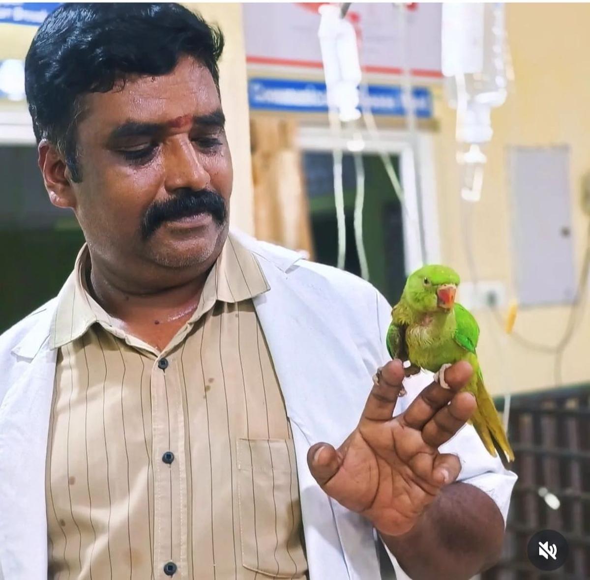 Crow with cancer flies again after surgery - The Hindu