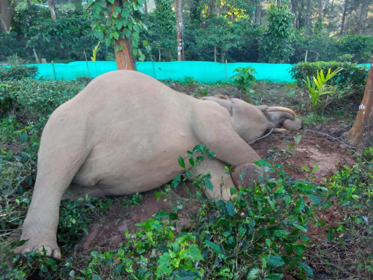 Elephant dies due to electrocution in the Nilgiris - The Hindu