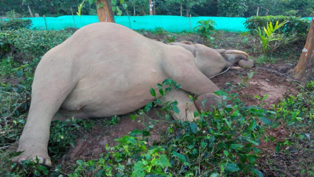 Elephant dies due to electrocution in the Nilgiris - The Hindu
