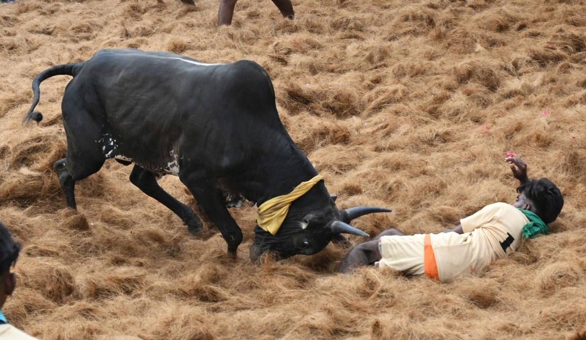 In Pictures: Bulls and bravehearts of Palamedu, Suriyur jallikattu 2025 ...