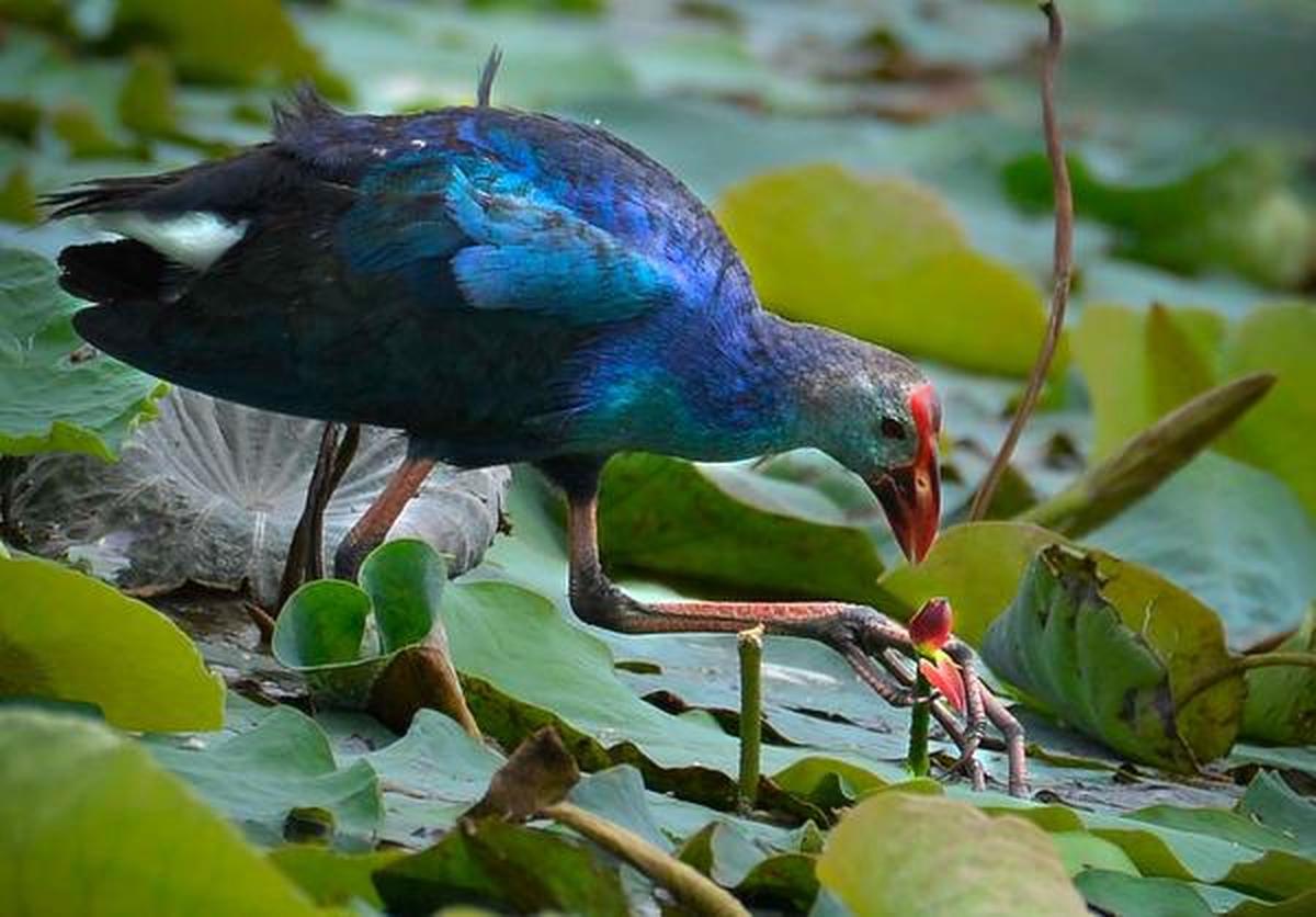 Oussudu bird sanctuary to get a facelift - The Hindu