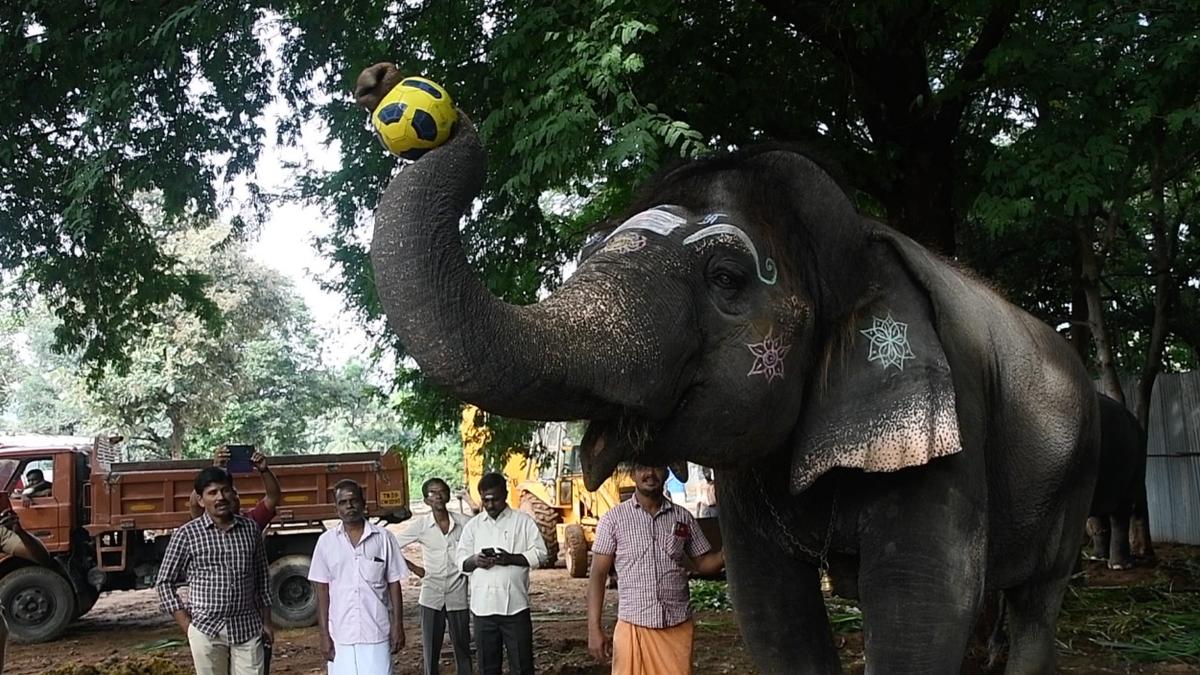 Meet Gomathi, the elephant who can play football and the harmonica ...