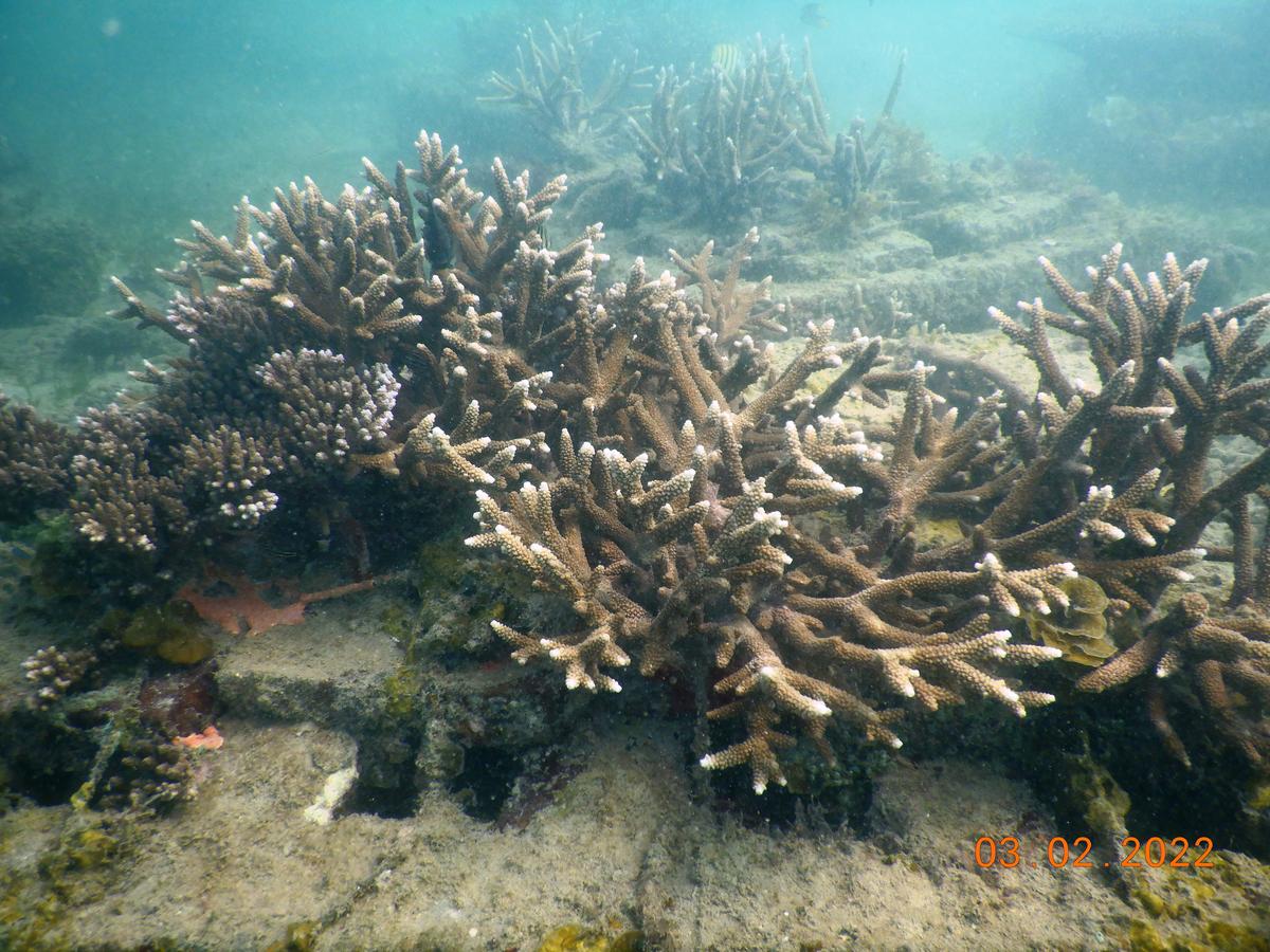 Chasing corals: hope blooms in Gulf of Mannar - The Hindu
