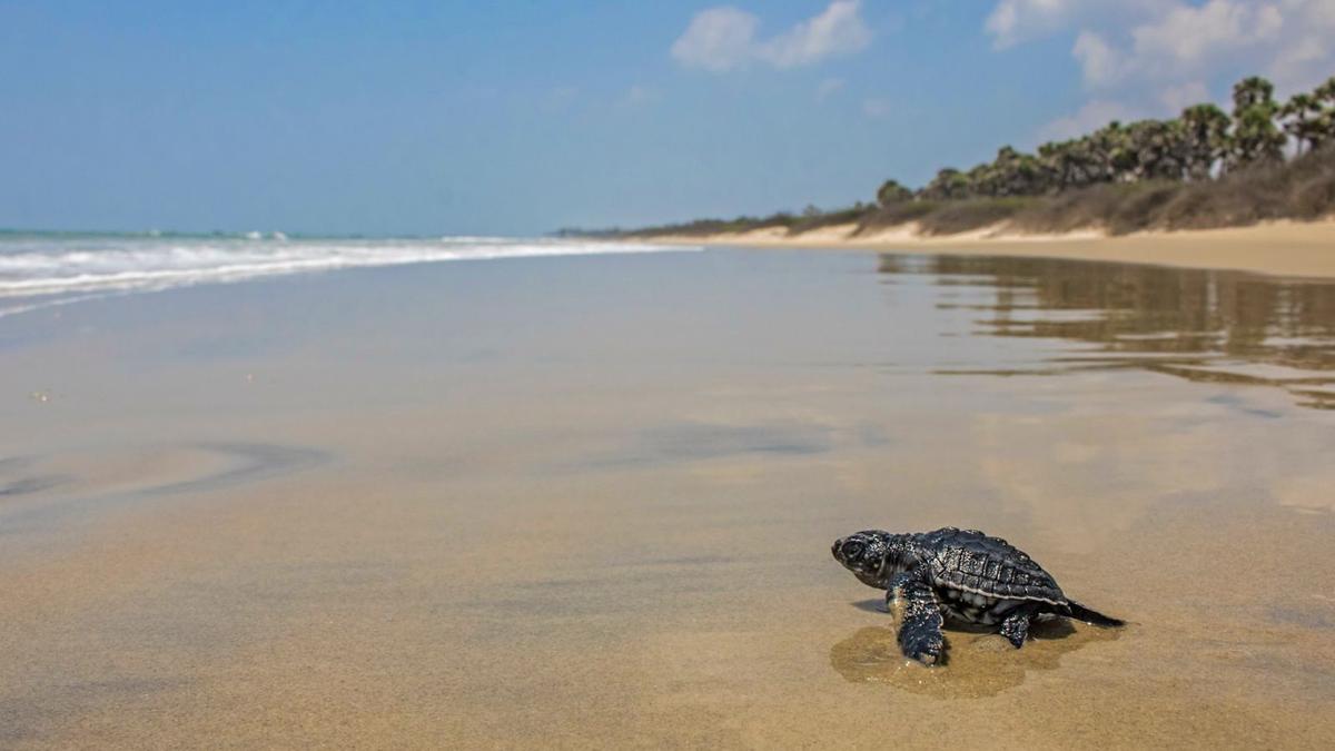 1.83 lakh Olive Ridley hatchlings released into sea along T.N. coast ...