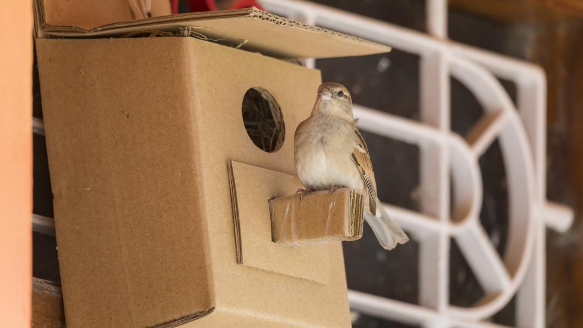 Srinivasan Services Trust distributes customised nests for sparrow ...