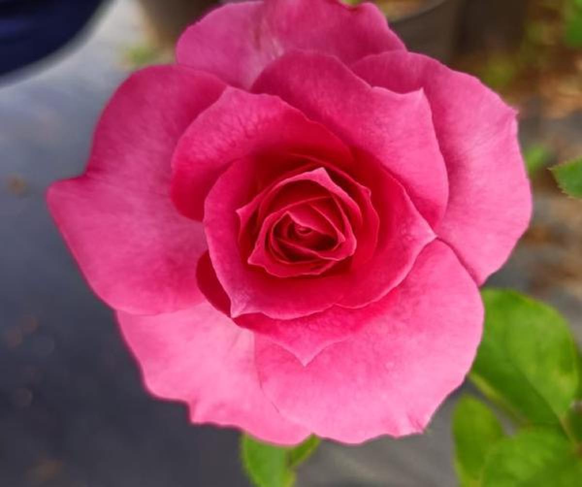 New rose variety named after M.S. Swaminathan - The Hindu