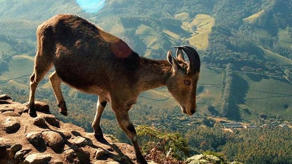 Nilgiri tahr’s population up 27% in three years in TN - The Hindu