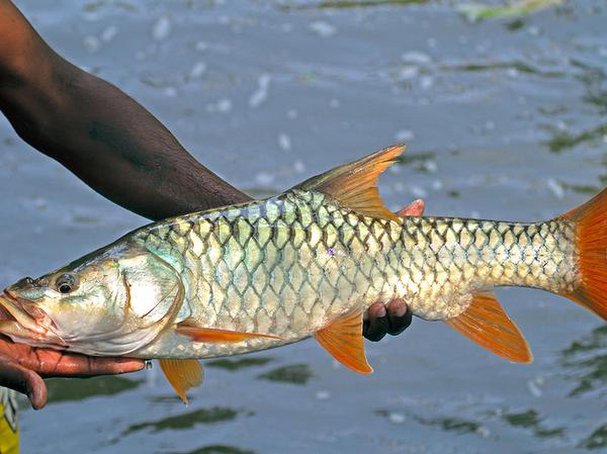 Moyar is the last stronghold for mahseer - The Hindu