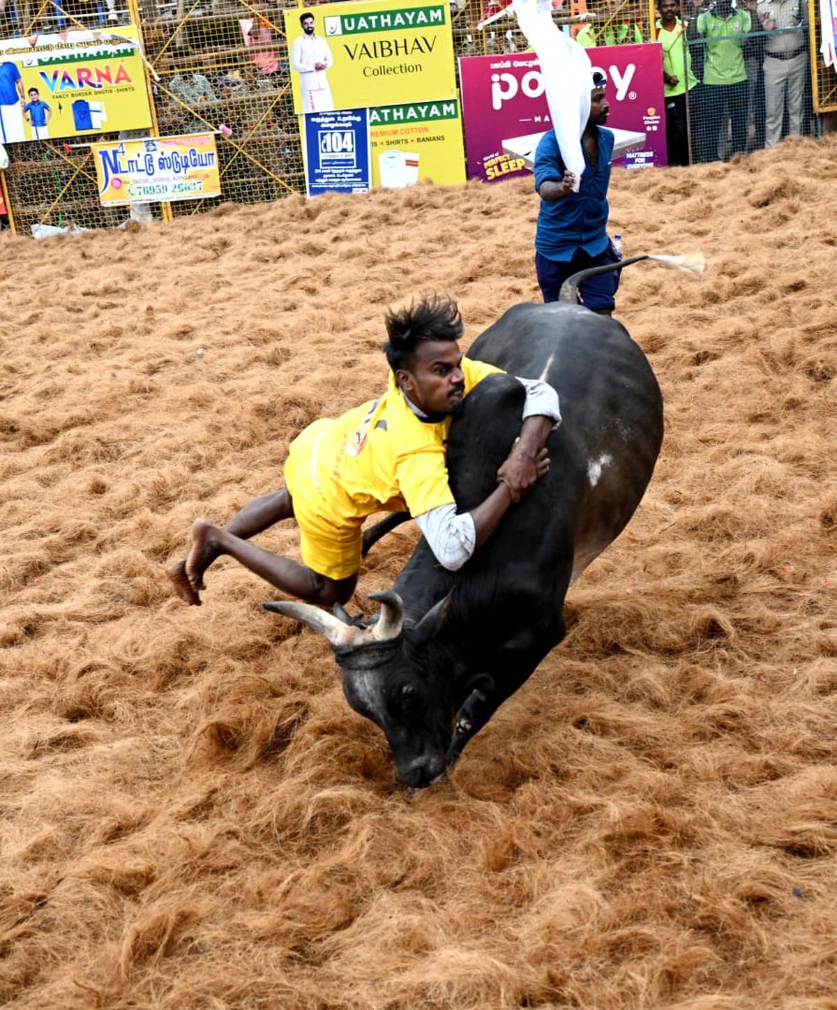In Pictures: Bulls and bravehearts of Palamedu, Suriyur jallikattu 2025 ...