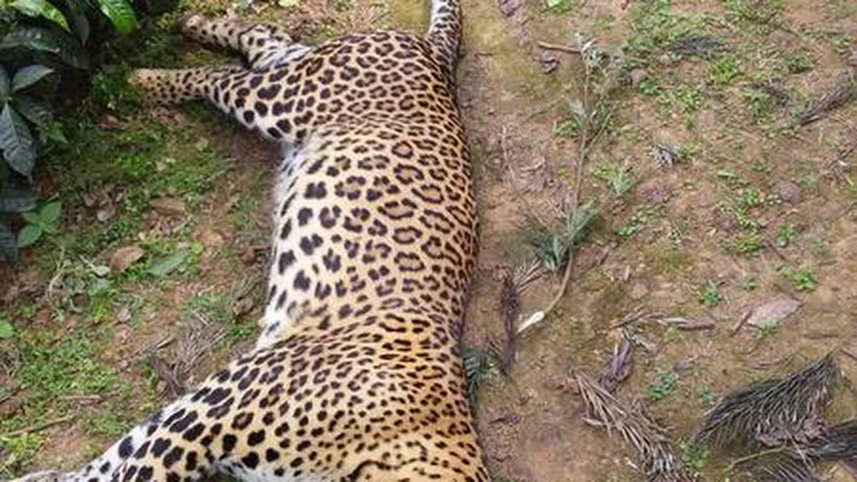 Male leopard found dead - The Hindu