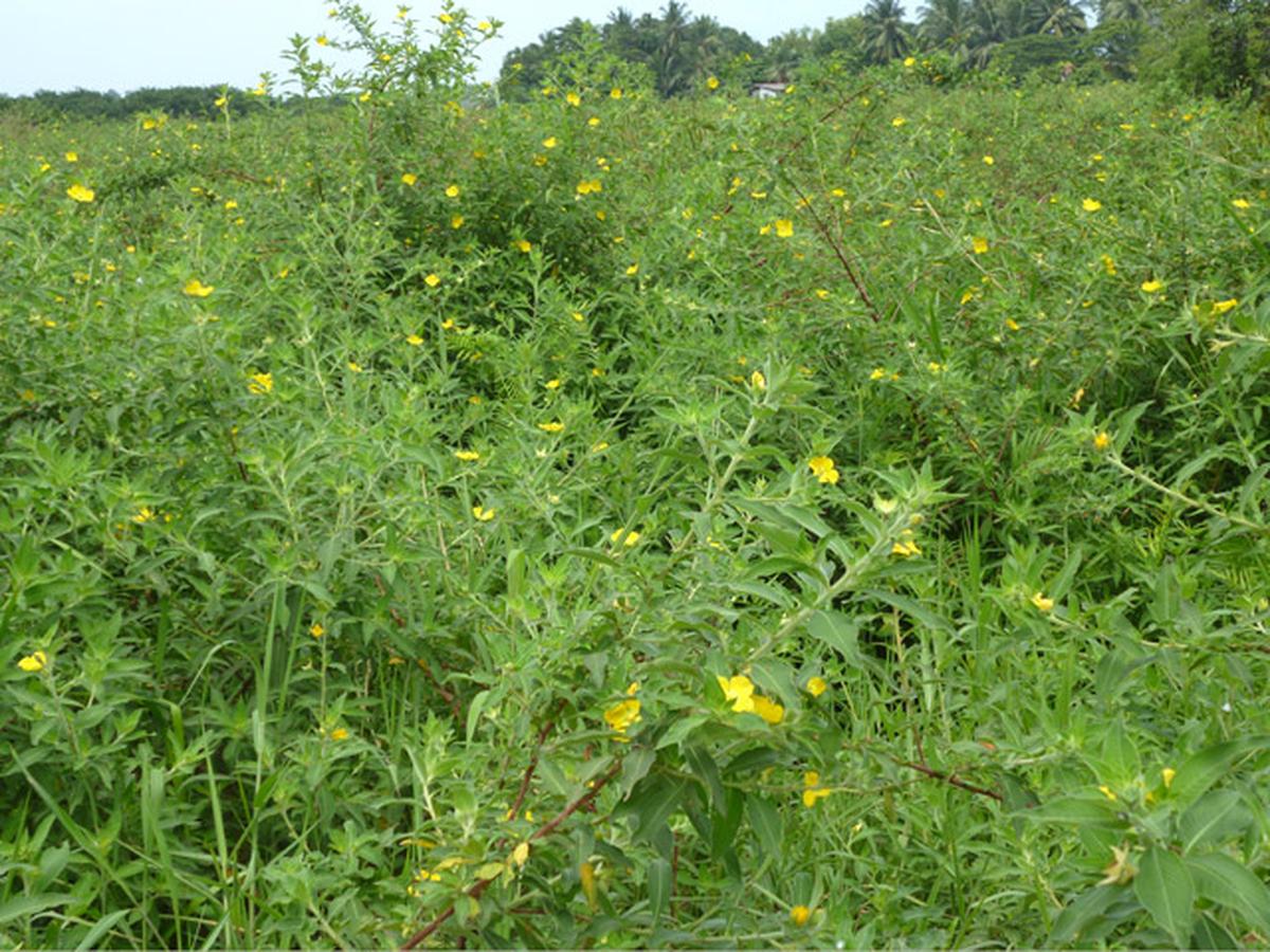 Invasive weed threatens elephant habitats in Tamil Nadu - The Hindu