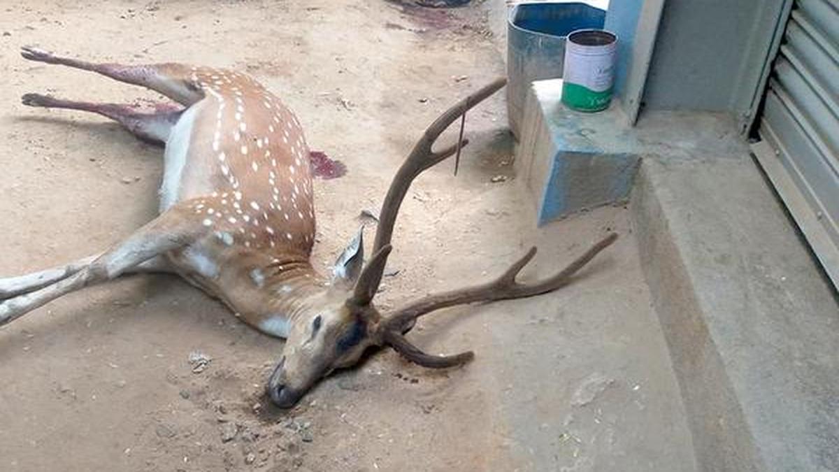 Spotted deer dies of dog bite - The Hindu