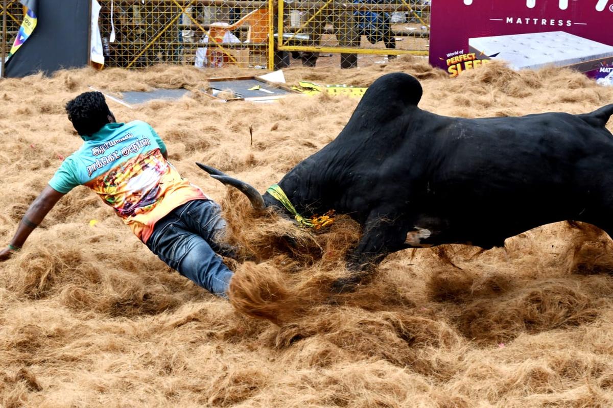 In Pictures: Bulls and bravehearts of Palamedu, Suriyur jallikattu 2025 ...